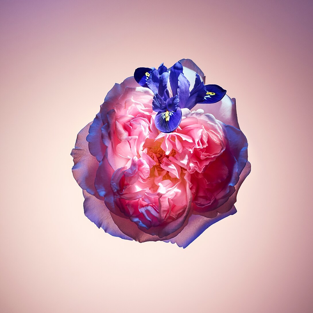 Rose Des Vents - Collections | LOUIS VUITTON